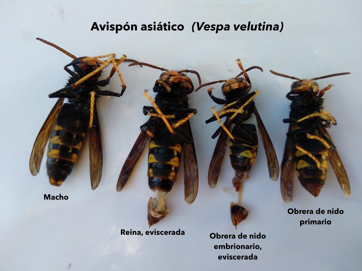 Las castas de velutina que encontramos en el muestreo más reciente de las trampas del reinas del ...